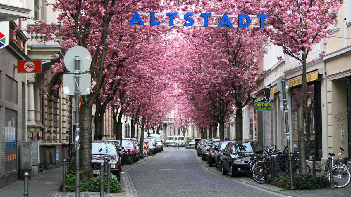 Cherry Blossoms Street in Bonn, Germany: Travel Guide and Tips ...