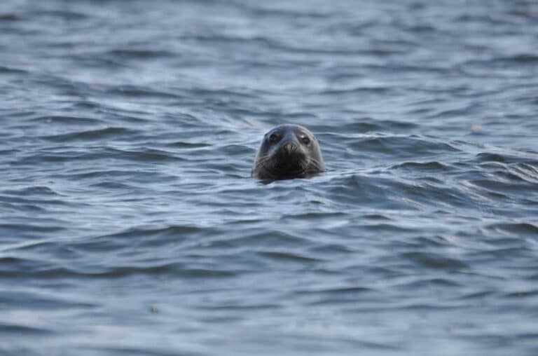 Guide to Islands in the Baltic and North Sea in Northern Germany